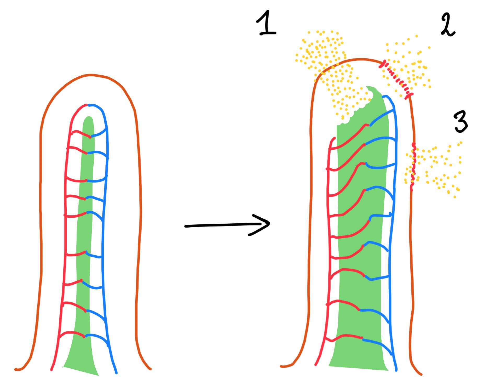 Albumin - Patofysiologi.dk