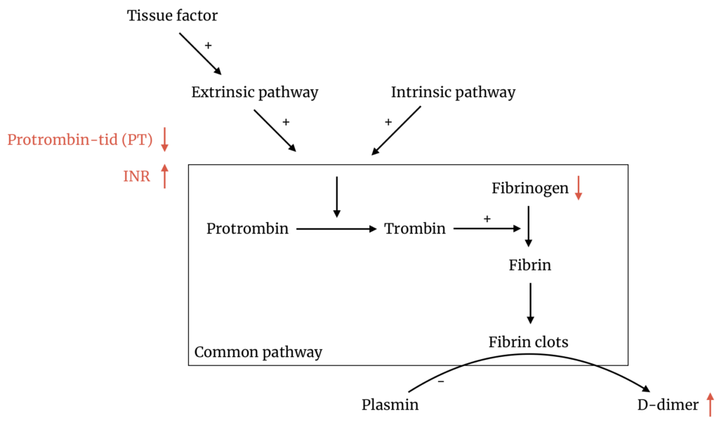Dissemineret intravaskulær koagulation (DIC) - Patofysiologi.dk