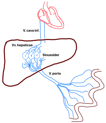 Ascites - Patofysiologi.dk