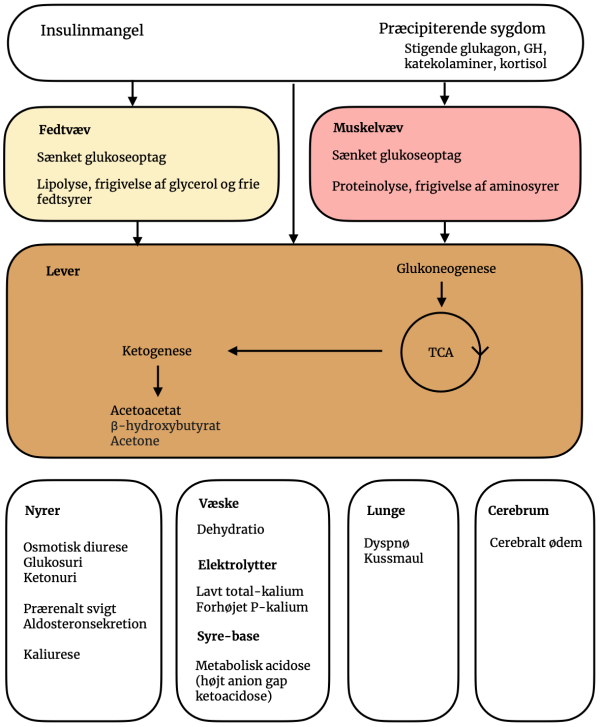 Diabetisk ketoacidose - Patofysiologi.dk